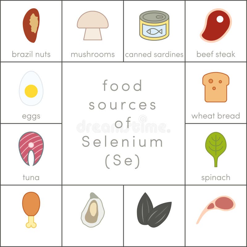 Food sources of selenium stock illustration. Illustration of colorful ...