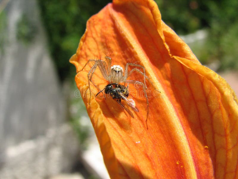 Food spider stock photo. Image of drop, nature, died - 43860882