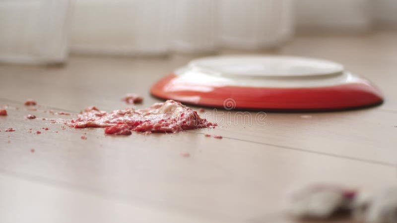 Food spills on the floor stock video. Video of meal - 385273203