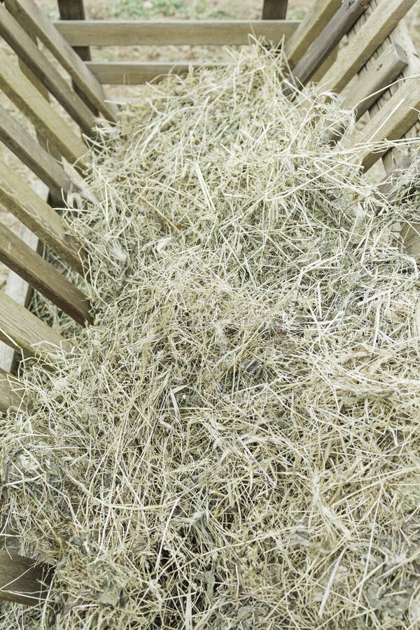 Food straw stock image. Image of leaves, barn, cereal - 42368291