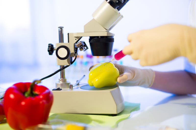 Food Testing in the Laboratory. GMO Food Stock Photo - Image of ...