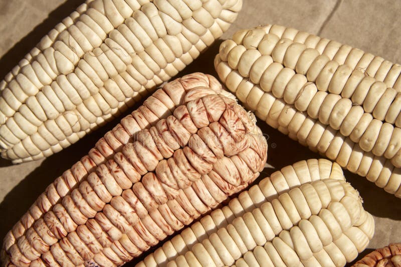 Food Texture stock photo. Image of animal, corn, chicken - 183968334