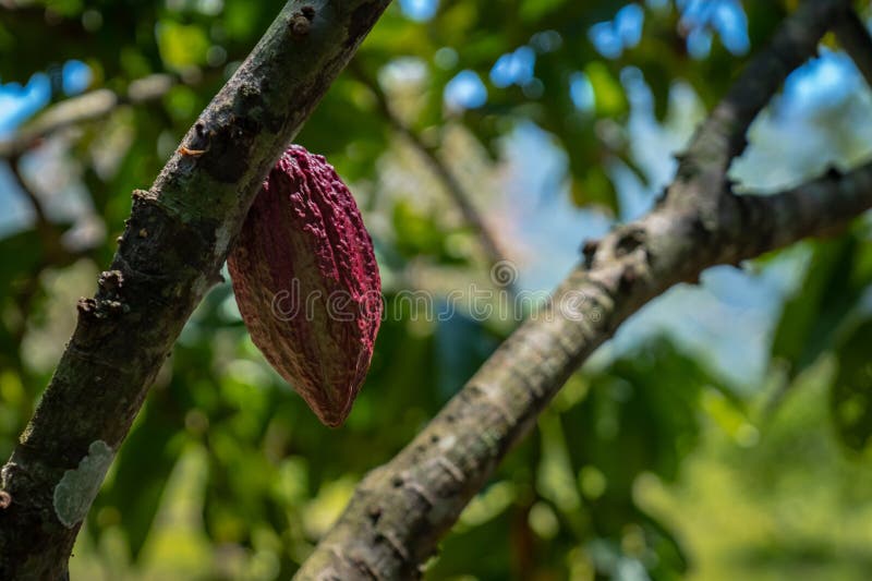 Animal Eating Cacao Fruit Stock Photos - Free & Royalty-Free Stock ...