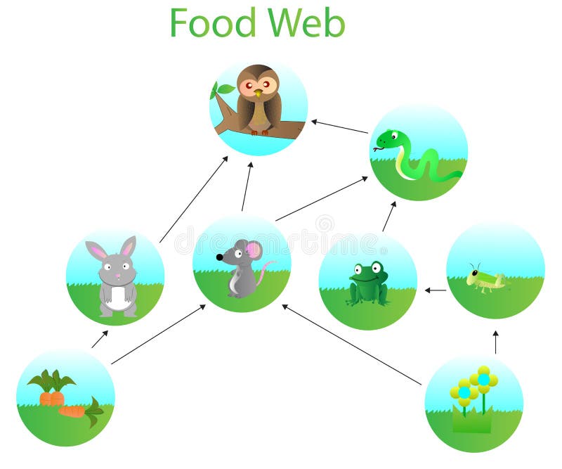 Food Chain Lion