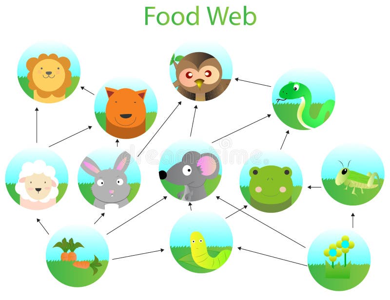 Food web stock vector. Illustration of cycle, kids, vector - 72127111