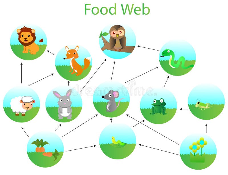 Food web stock vector. Illustration of vector, rabbit - 72127176