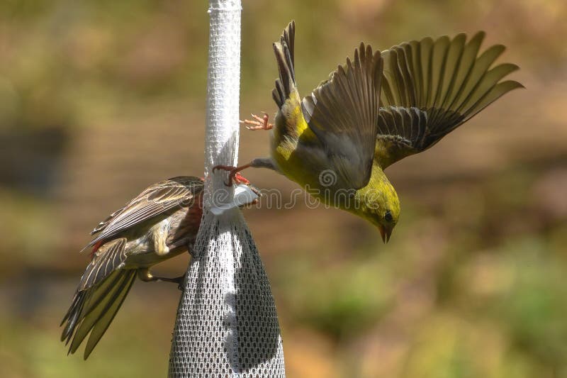 Foodsock stock image. Image of nature, bird, pearched - 323513283