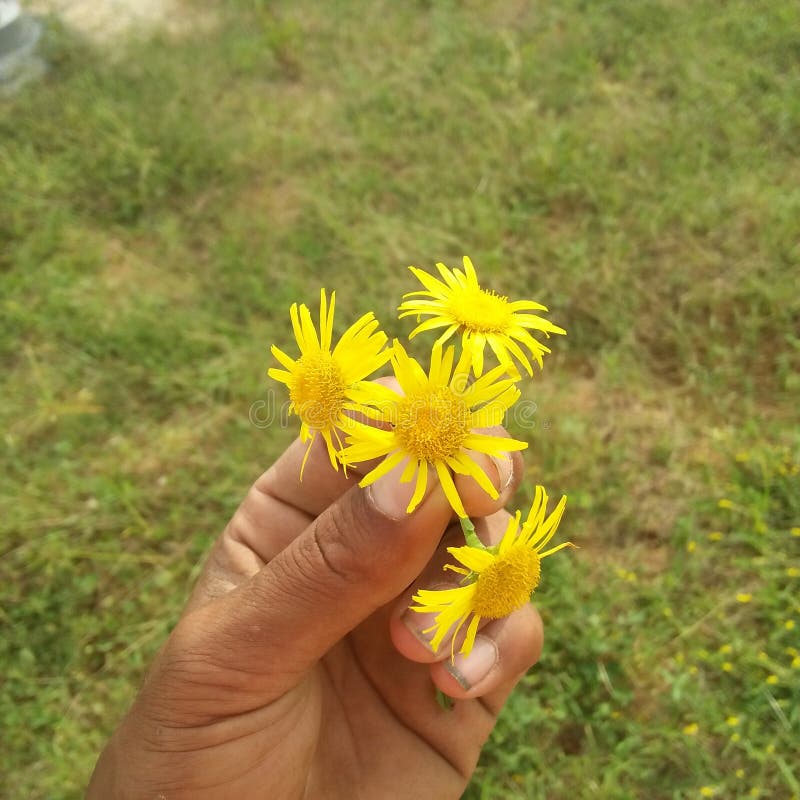 Fool Yello Char My Hand Hyderabad Stock Image - Image of hyderabad ...