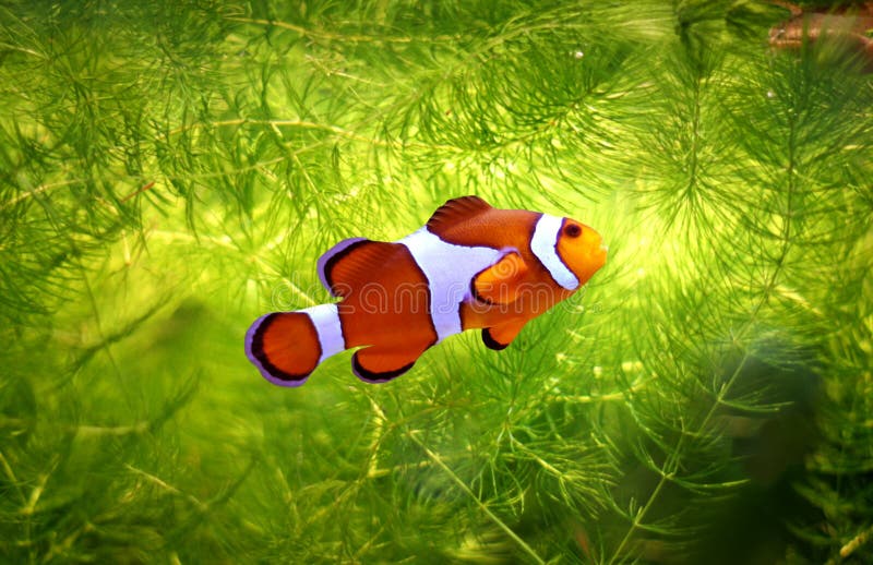 Foolfish stock image. Image of abyss, tropical, seaweed - 7547789