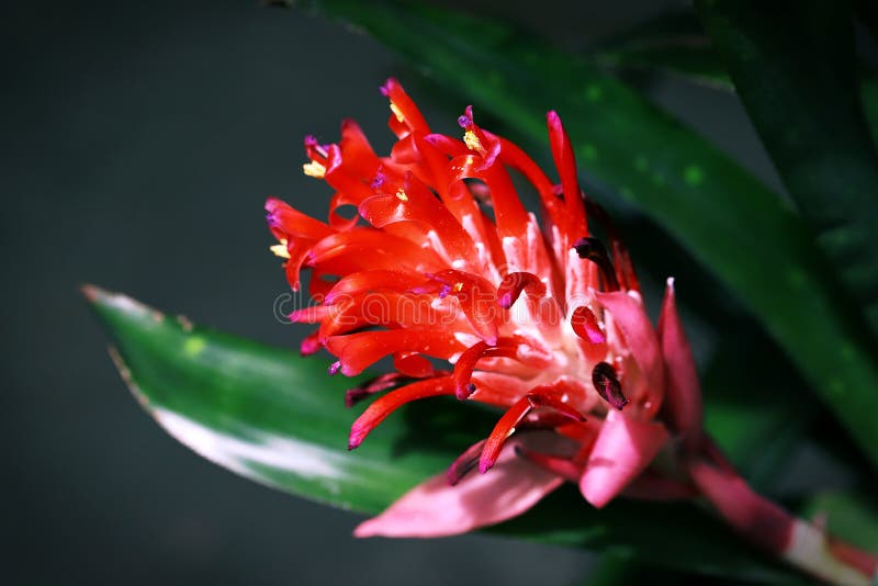 Foolproof Plant Aka Flaming Torch Flower Stock Image - Image of ...