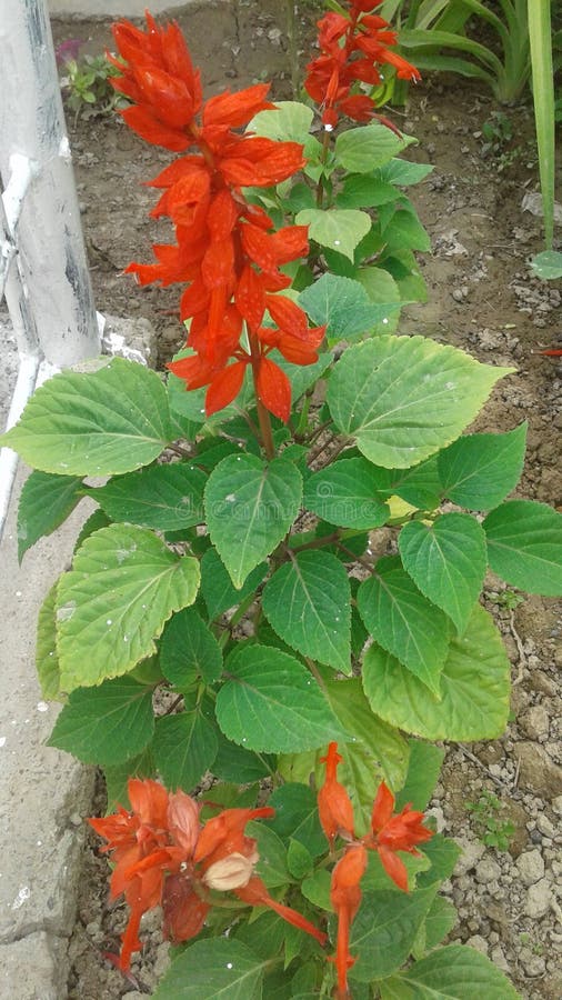 Fooooo Stock Photos - Free & Royalty-Free Stock Photos from Dreamstime