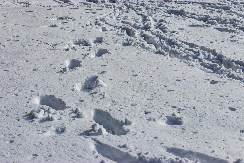 Foorprints and Other Prints in a Lot of Snow Stock Image - Image of ...