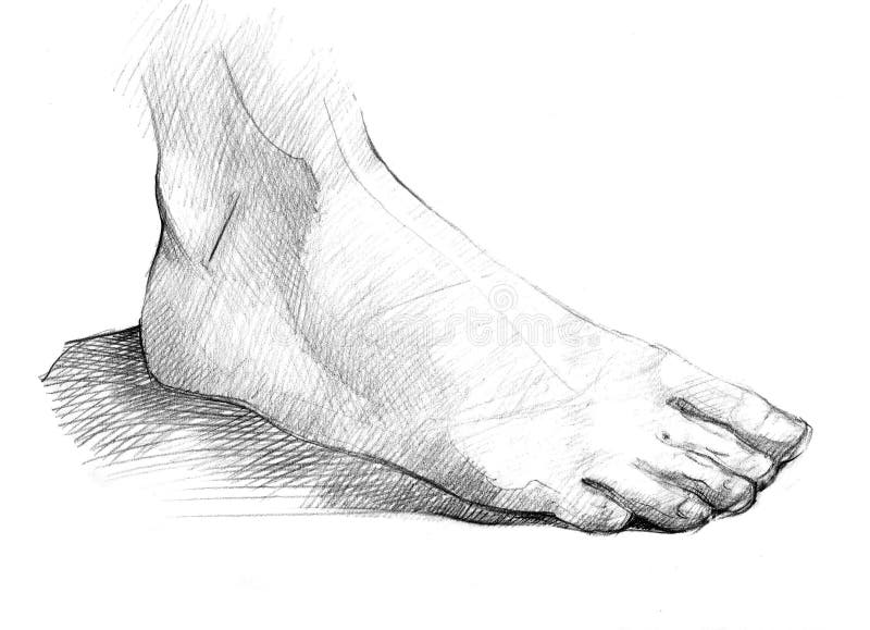 Drawing of left human foot stock illustration. Illustration of nail ...