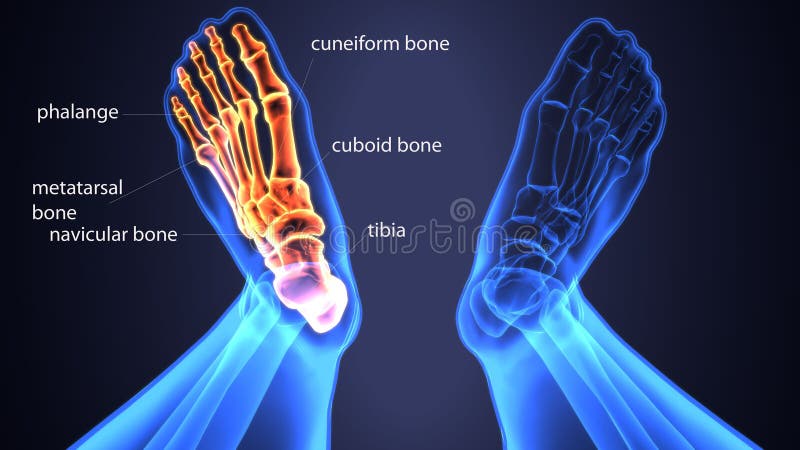 Terminal Portion Stock Illustrations – 143 Terminal Portion Stock ...