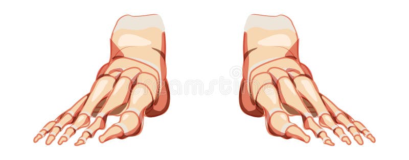 Foot and Ankle Bones Human Skeleton Front Anterior Ventral View. Set ...