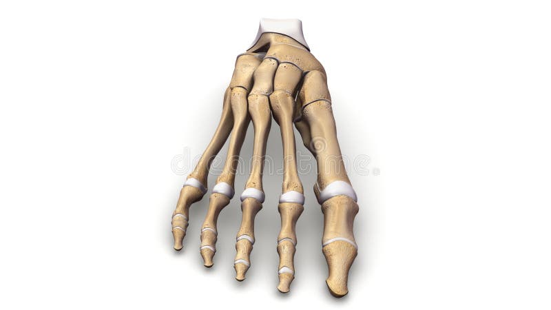 Foot anterior view stock illustration. Illustration of pisiform - 82869744