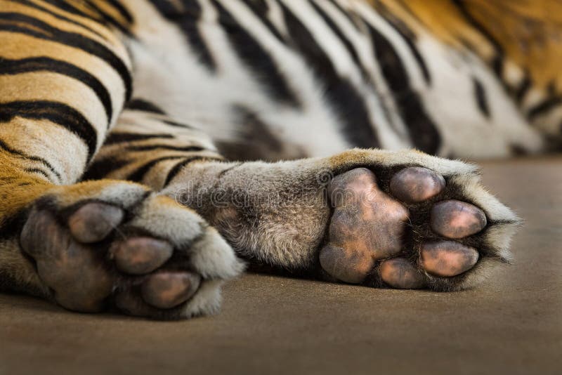 Foot of Asian Tiger is Sleeping. Stock Image - Image of striped ...