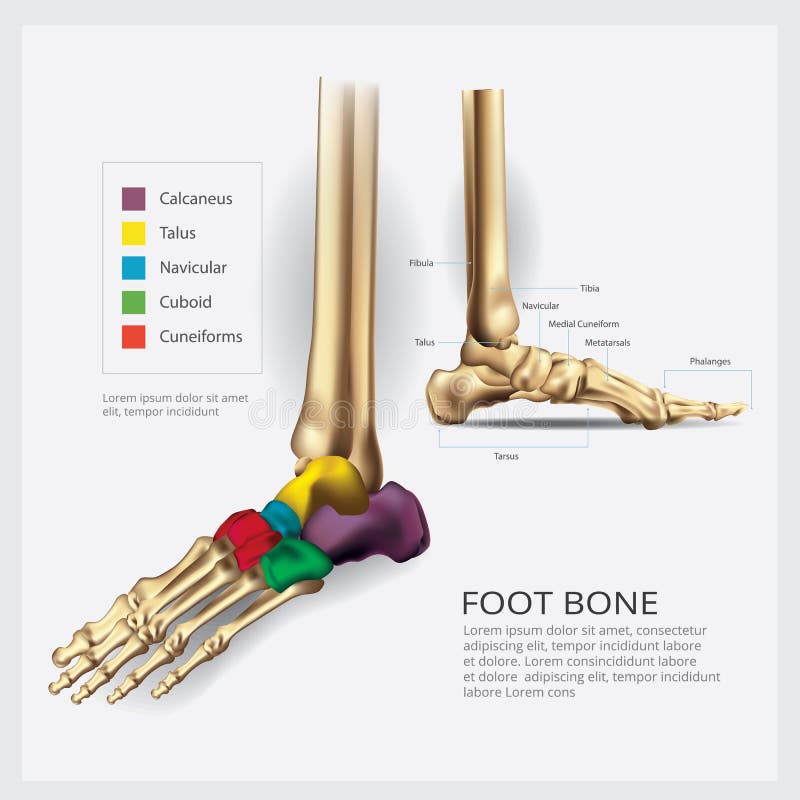 Foot Bone Anatomy stock vector. Illustration of graphic - 171275073