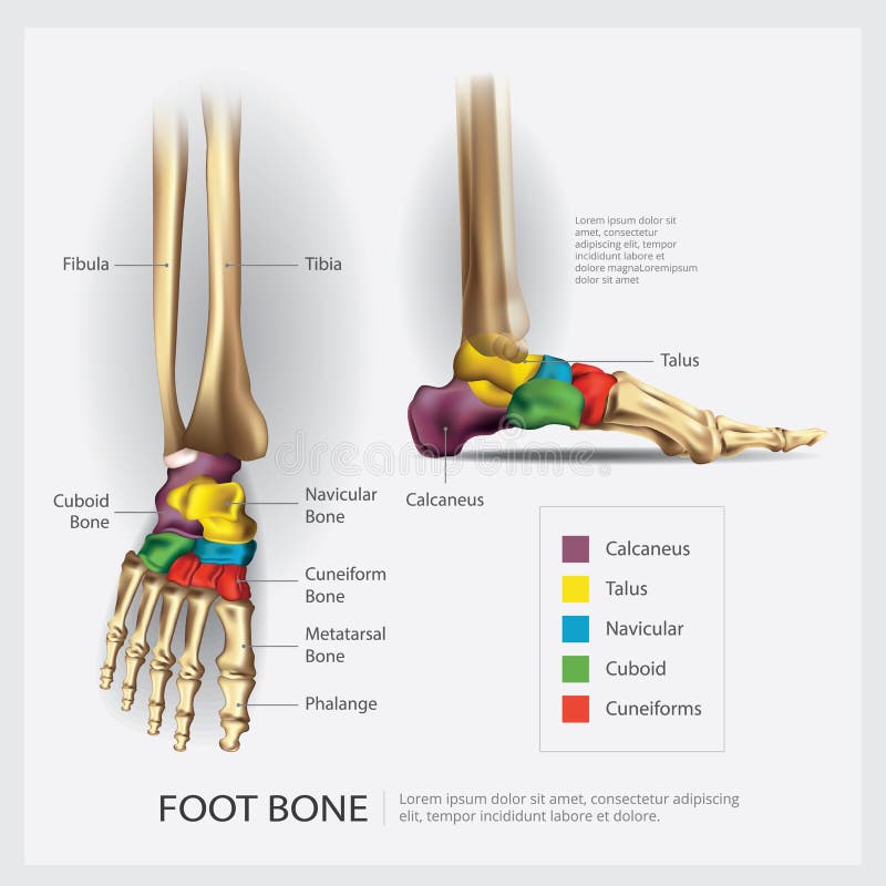Foot Bone Anatomy stock vector. Illustration of graphic - 171275073
