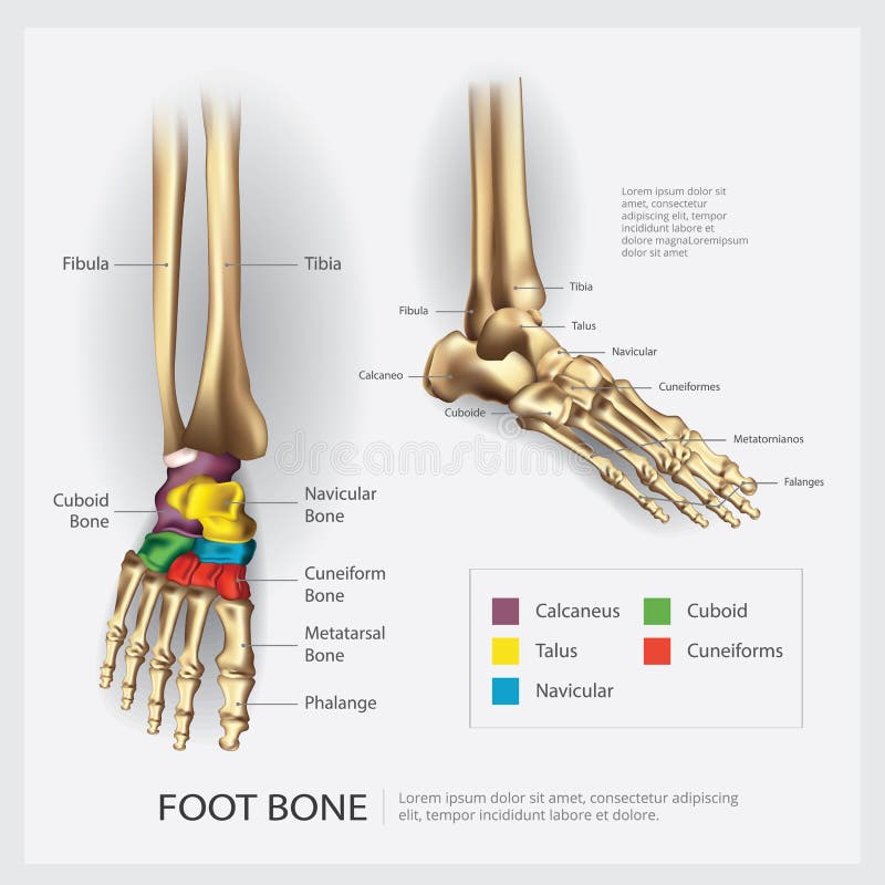Foot Bone Anatomy stock vector. Illustration of hind - 220815424