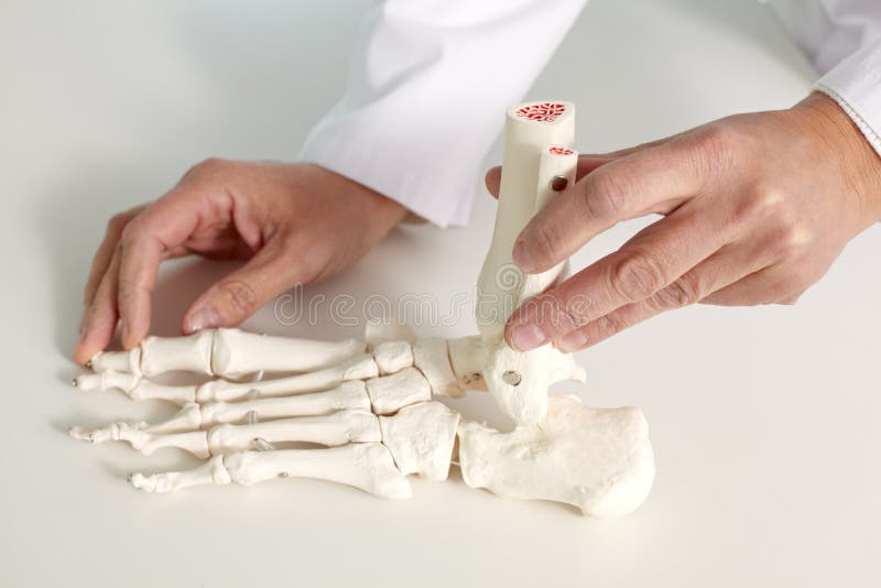 Foot bone stock photo. Image of bone, intern, scrubs - 78554376
