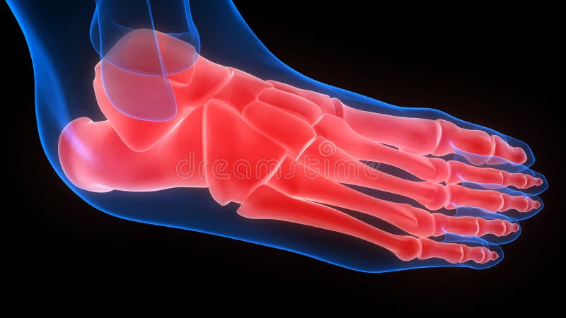 Foot Bone Joints of Human Skeleton System Anatomy X-ray 3D Rendering ...