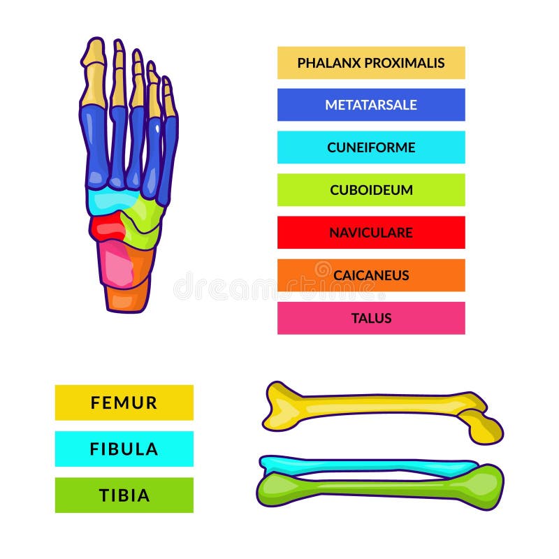 Foot Bone and Leg Bone Infographic Vector Template with Colorful Texts ...
