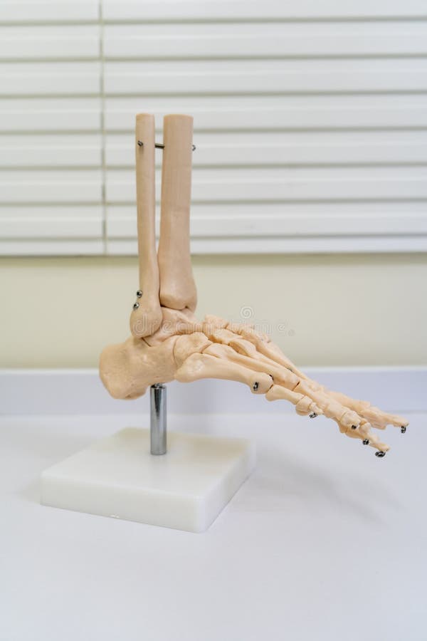 Foot bone model stock image. Image of foot, food, ceramic - 213956873