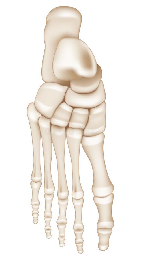Foot bones pencil drawing stock image. Image of bones - 35006437