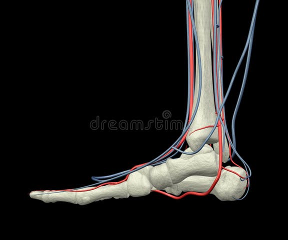 Bones Feet Diagram Stock Illustrations – 114 Bones Feet Diagram Stock ...