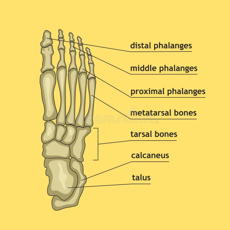 Foot Examination Stock Illustrations – 455 Foot Examination Stock ...