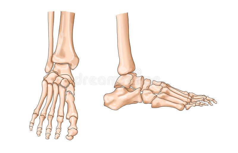 Foot bones stock illustration. Illustration of isolated - 175624466