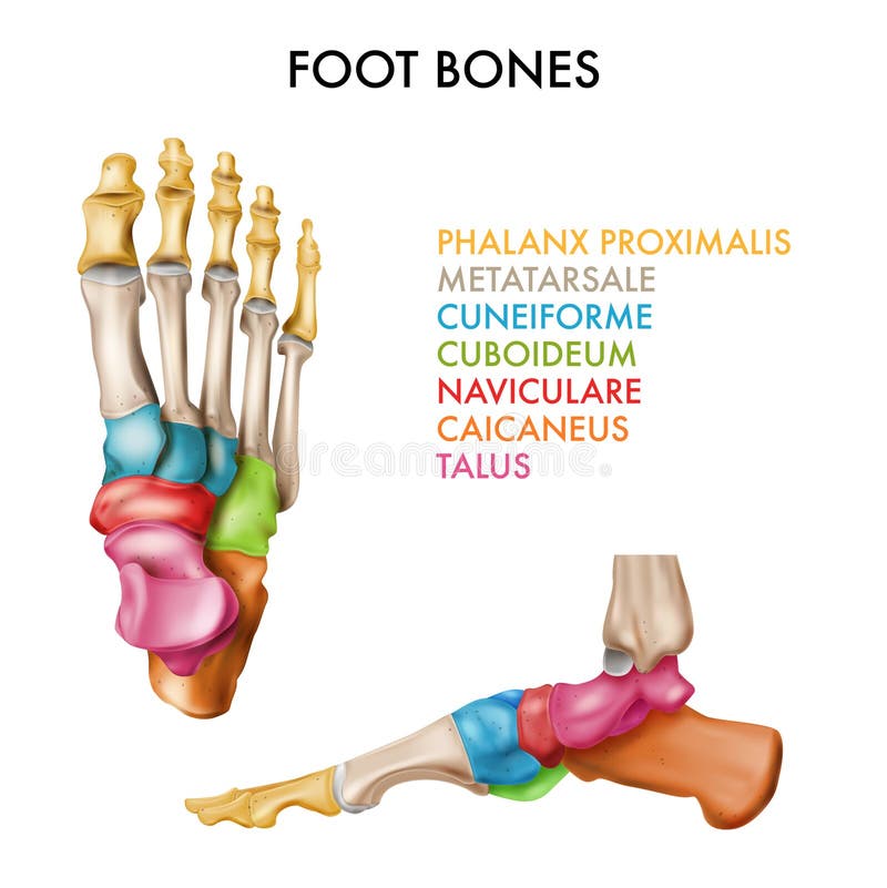 Foot Bones Infographic Composition Stock Vector - Illustration of feet ...