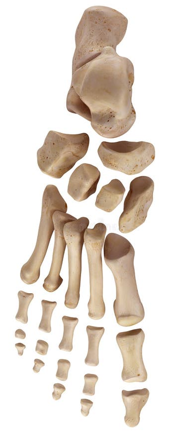 Foot Bones Icon, Cartoon Style Stock Vector - Illustration of medicine ...