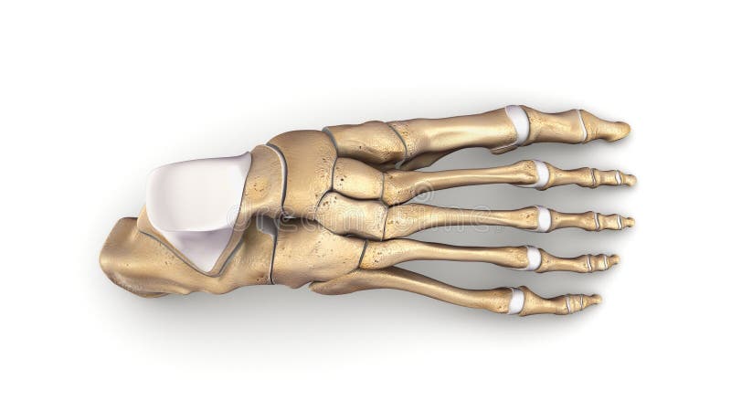 Foot bones top view stock illustration. Illustration of bone - 82869446