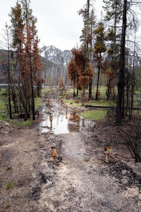 Foot Bridge Burnt from a Forest Fire Stock Photo - Image of bridge ...