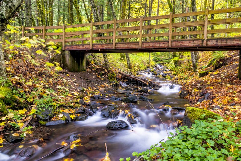 Foot Bridge Leads through a Rain Forest in Oregon Stock Photo - Image ...