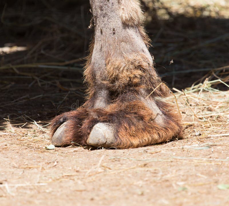 Foot camel stock image. Image of move, mammal, africa - 107380203