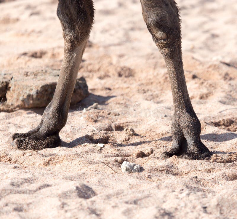 Foot of a Camel in the Sand Stock Image - Image of pair, hair: 111287493