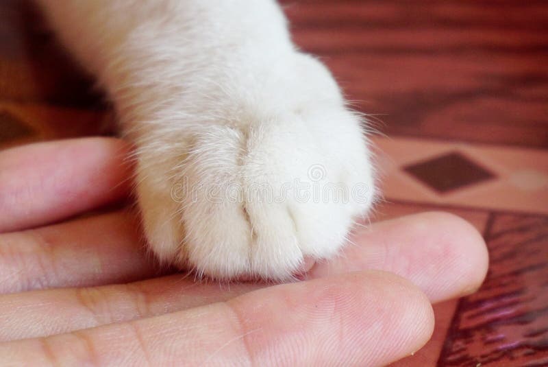 Foot Cat in Hand of the Owner Stock Photo - Image of feline, adorable ...