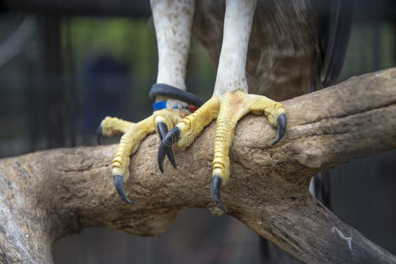 Red Tailed Hawk Feet