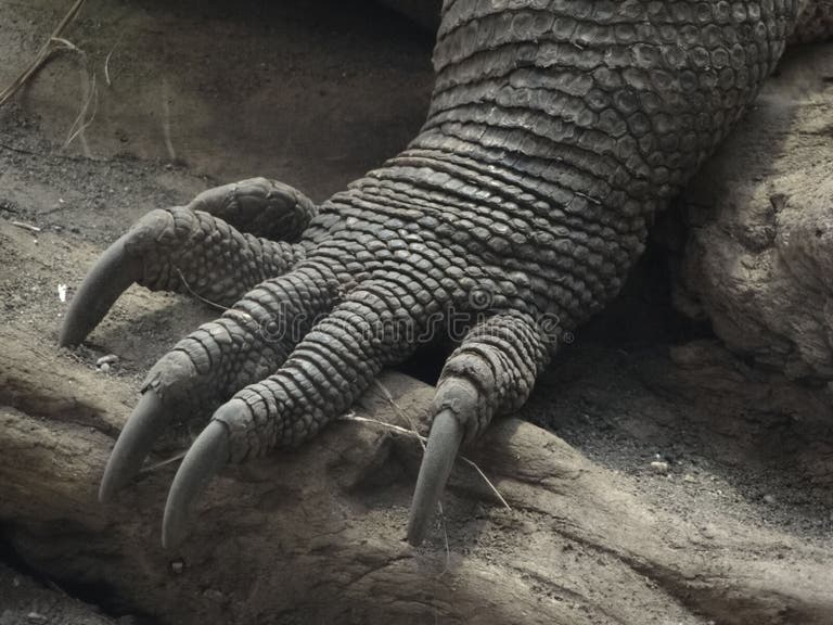 Foot and claws, detail stock photo. Image of slow, animal - 10827628