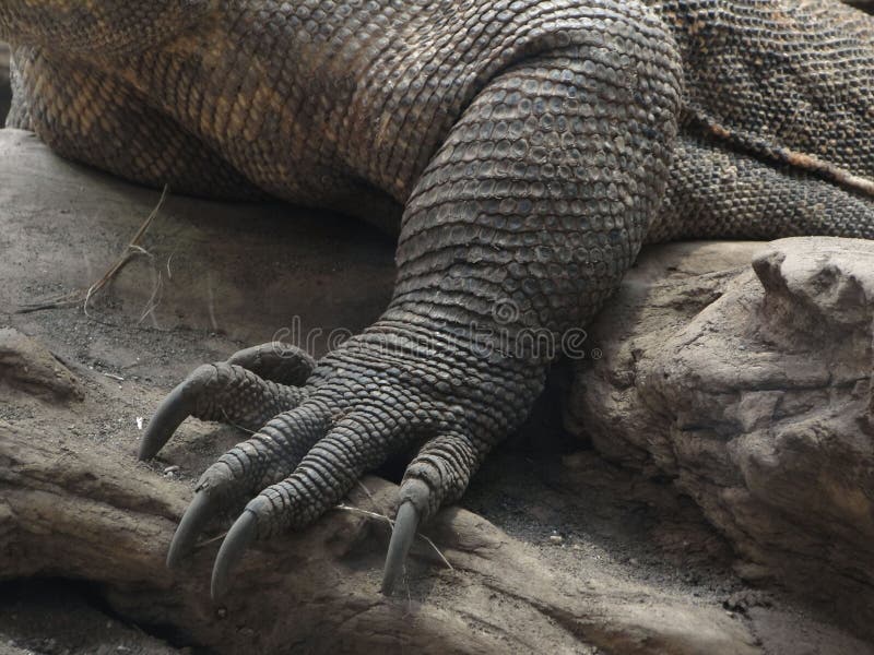 Foot and Claws, Detail, Komodo Stock Image - Image of scales, animal ...