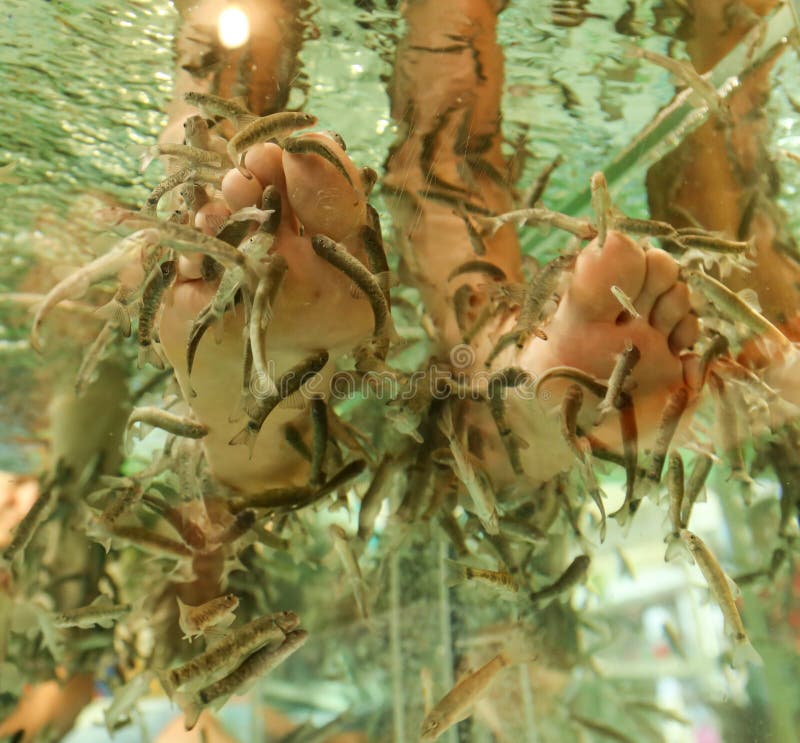 Foot Cleaning with Fish in the Aquarium Stock Image - Image of pedicure ...