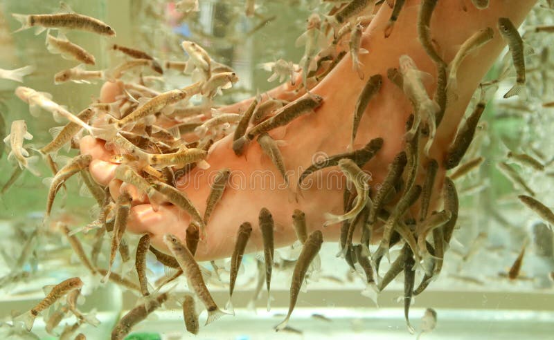 Foot Cleaning with Fish in the Aquarium Stock Image - Image of ...