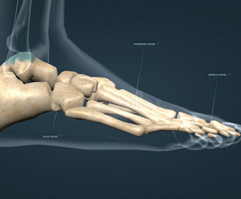The Foot Is Conventionally Divided Into Three Zones Hindfoot Midfoot And Forefoot Stock