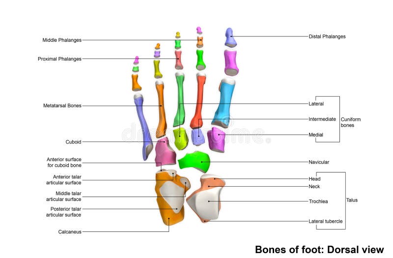 Foot Dorsal view stock photo. Image of lunate, anatomy - 76444976
