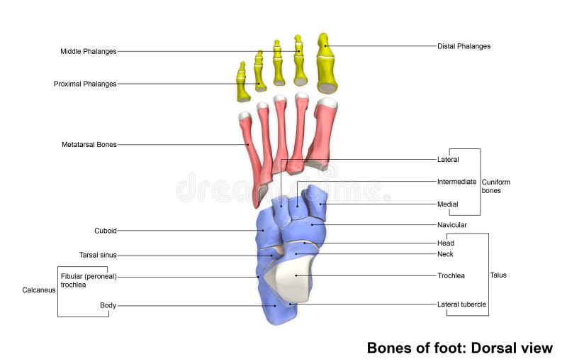 Foot Dorsal view stock illustration. Illustration of cuneiform - 76445163