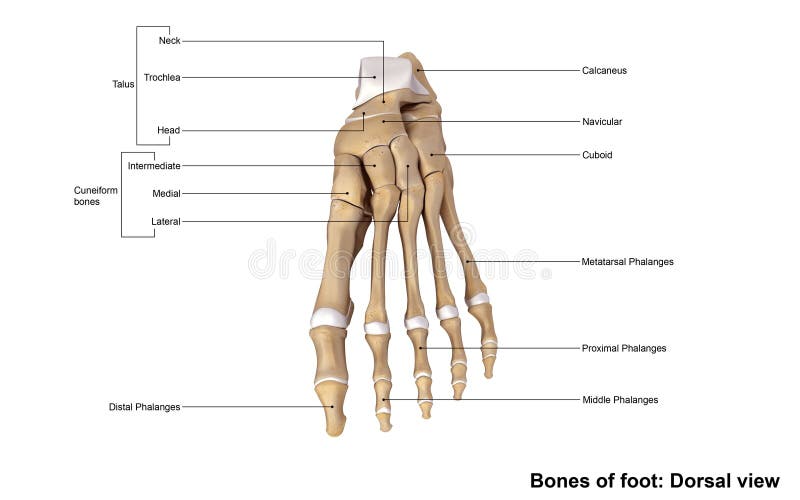 Phalanges Stock Illustrations – 3,778 Phalanges Stock Illustrations ...