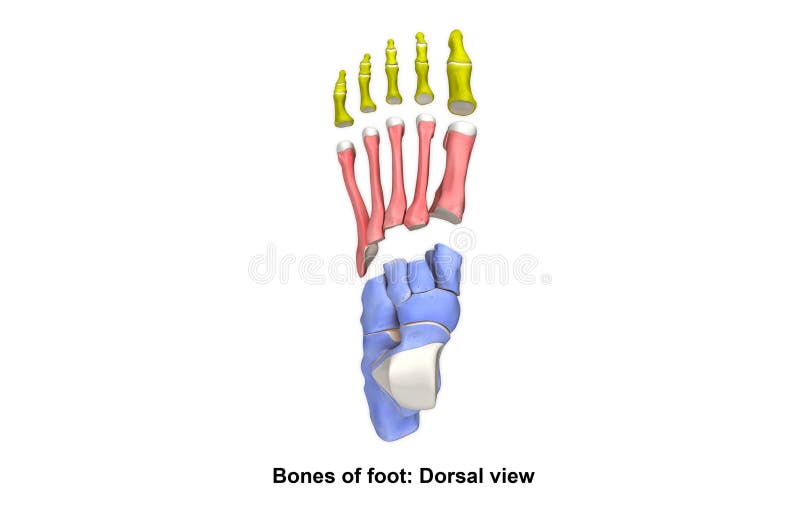 Foot Dorsal view stock illustration. Illustration of phalanx - 81704163
